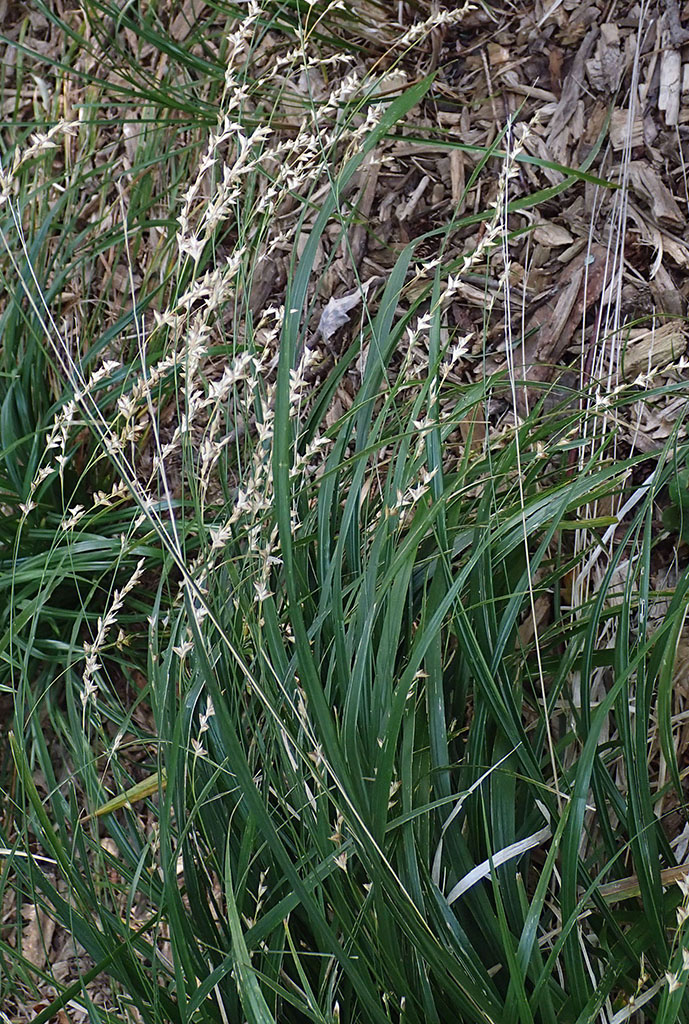 Diarrhena obovata Beak Grass | Prairie Moon Nursery