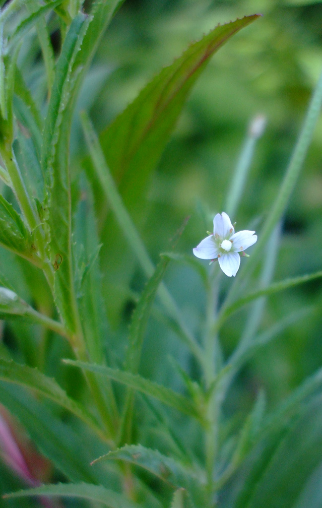 Epilobium Petal White