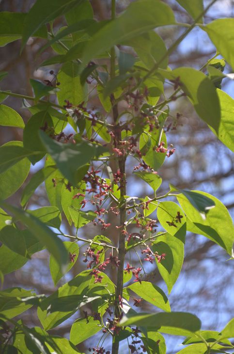 Euonymus Atropurpureus Eastern Wahoo