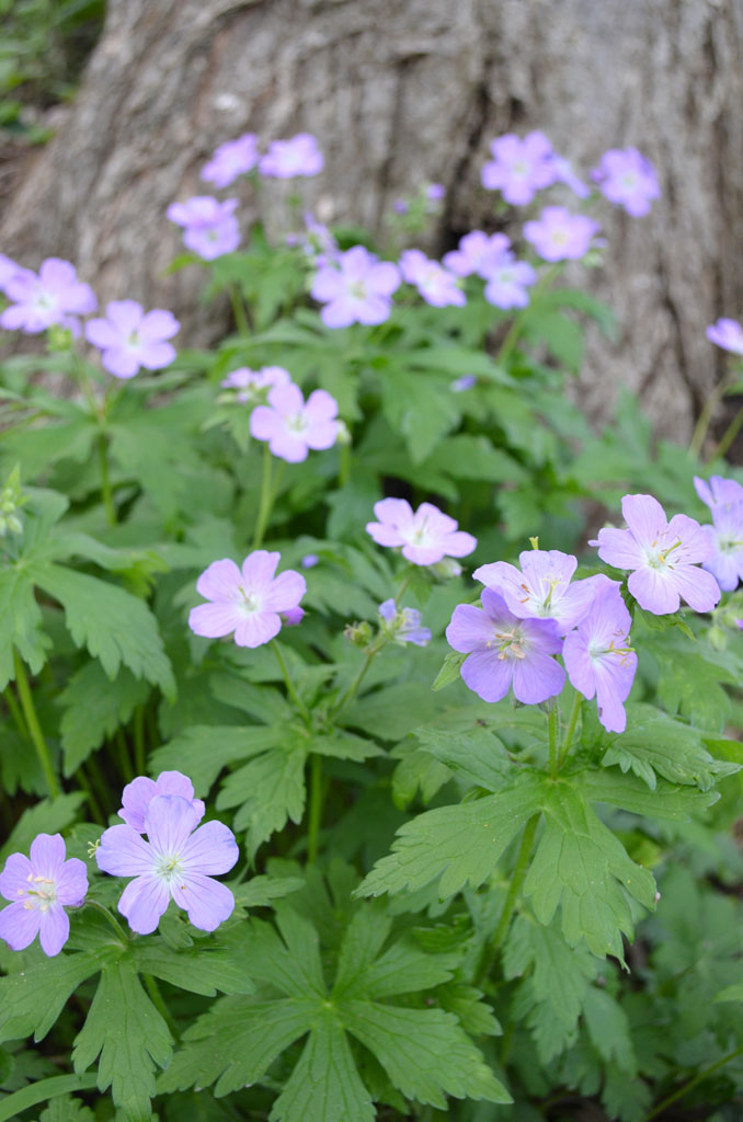 Geranium maculatum Wild Geranium | Prairie Moon Nursery