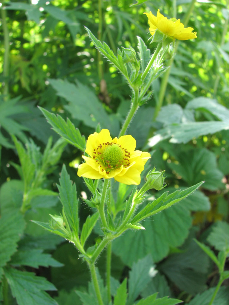 Geum aleppicum Yellow Avens | Prairie Moon Nursery