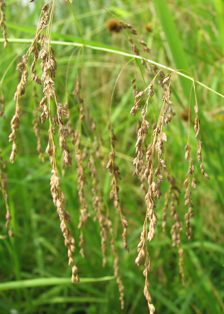 Glyceria striata Fowl Manna Grass | Prairie Moon Nursery
