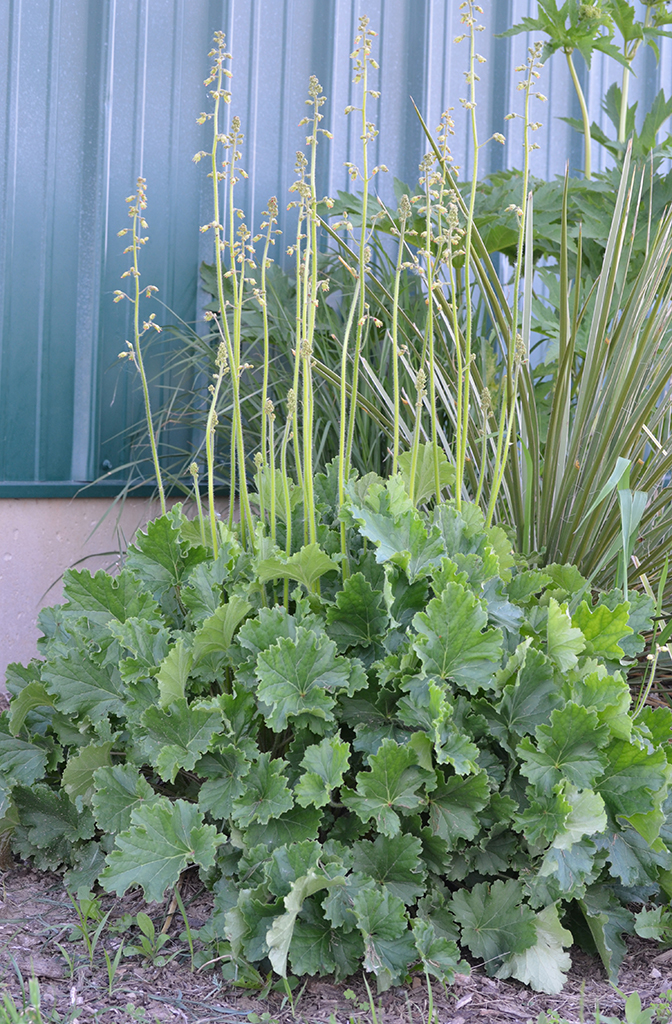 Heuchera richardsonii Prairie Alumroot | Prairie Moon Nursery