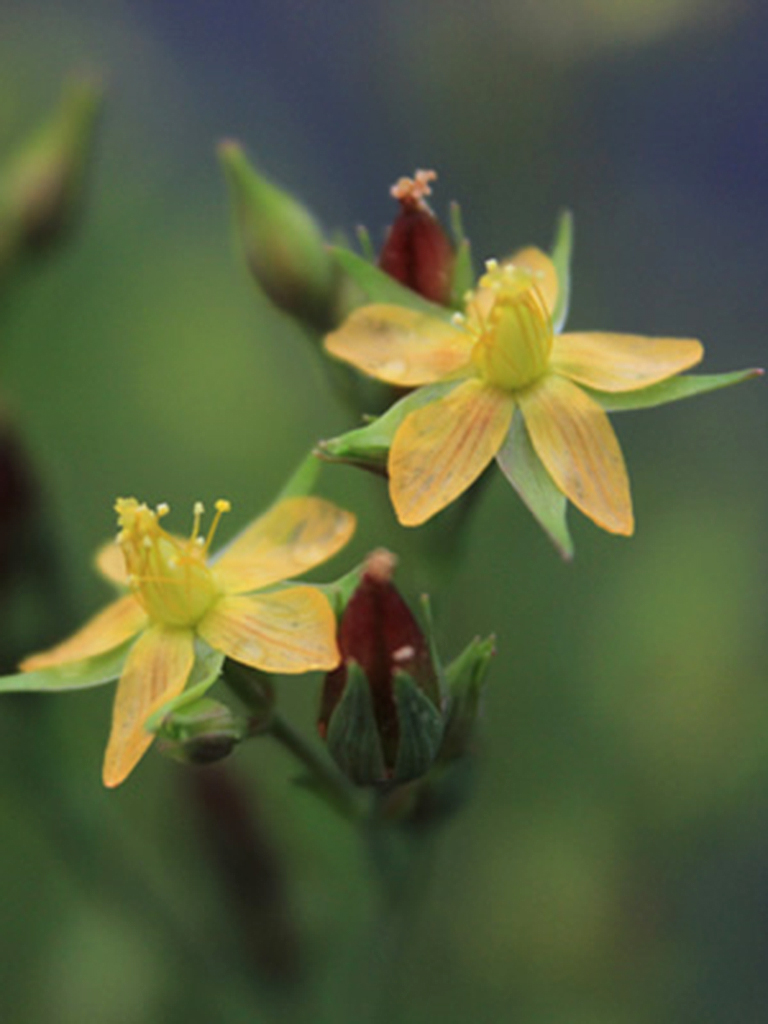 Hypericum majus Great Canada St. John's Wort | Prairie Moon Nursery