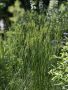 Juncus greenei Greene's Rush | Prairie Moon Nursery