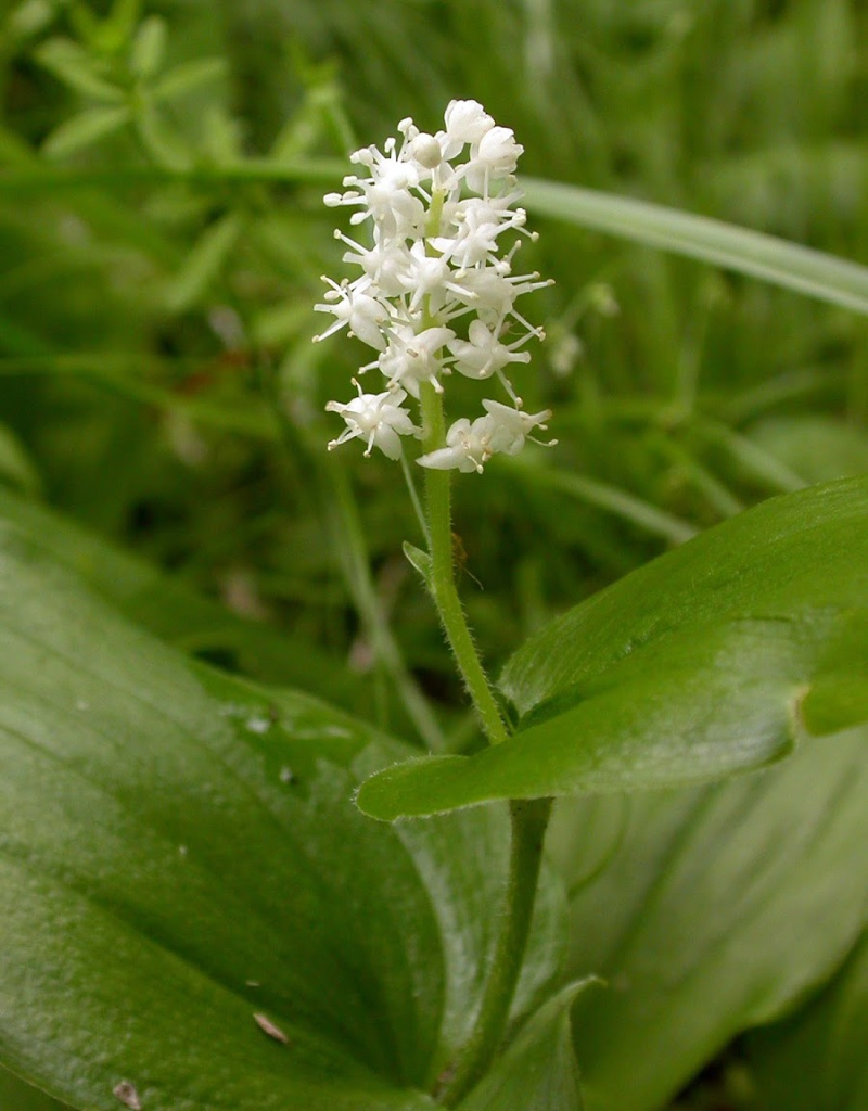 Maianthemum canadense Canada Mayflower | Prairie Moon Nursery