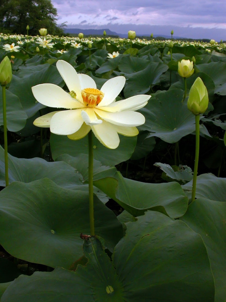 Nelumbo lutea American Lotus | Prairie Moon Nursery