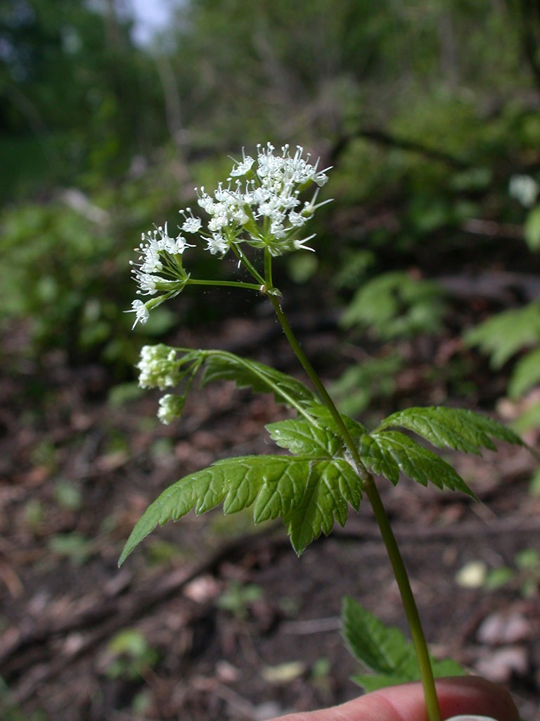 Osmorhiza longistylis Aniseroot | Prairie Moon Nursery