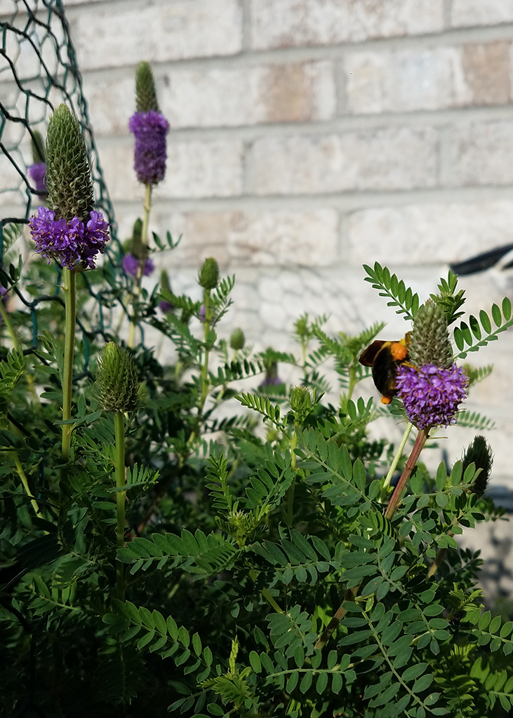 Dalea foliosa Leafy Prairie Clover | Prairie Moon Nursery