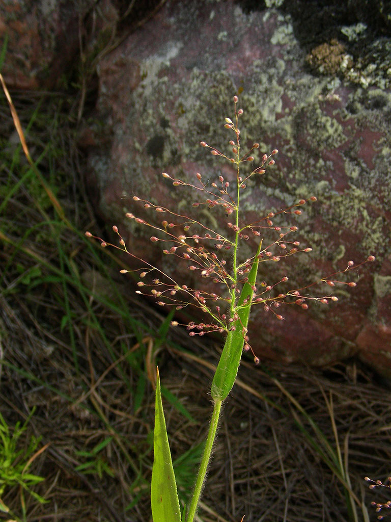 Panicum acuminatum Hairy Panic Grass | Prairie Moon Nursery