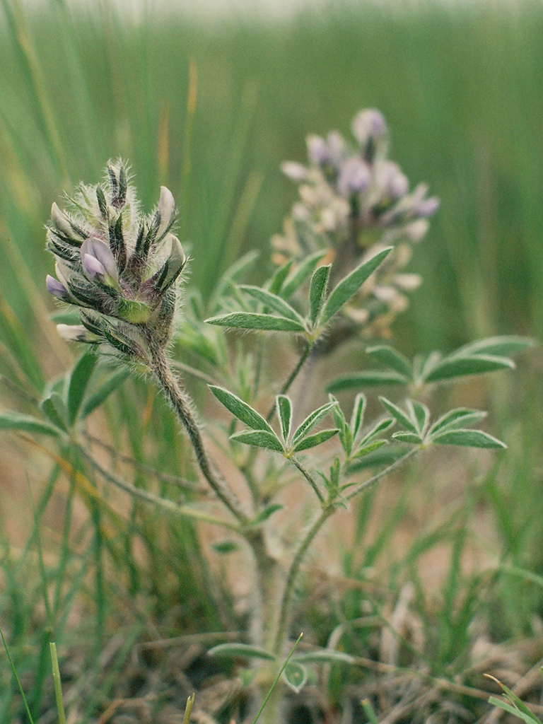 Pediomelum esculentum Prairie Turnip | Prairie Moon Nursery