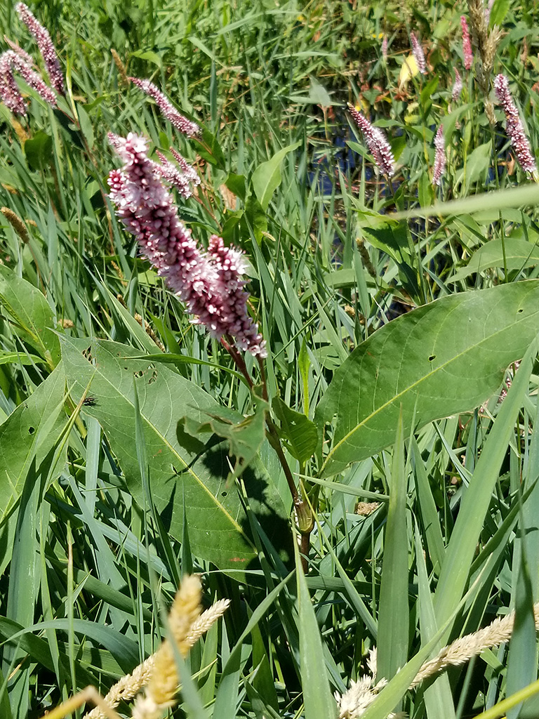 Persicaria amphibia Marsh Smartweed | Prairie Moon Nursery