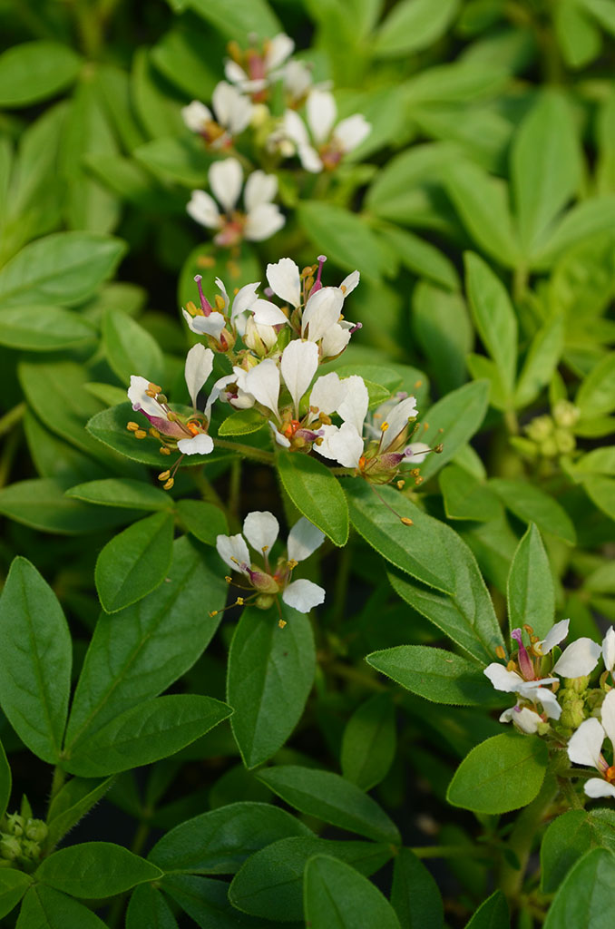 Polanisia dodecandra Clammy Weed | Prairie Moon Nursery