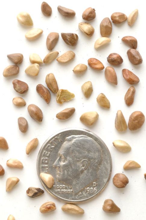 What Do Rose Seeds Look Like