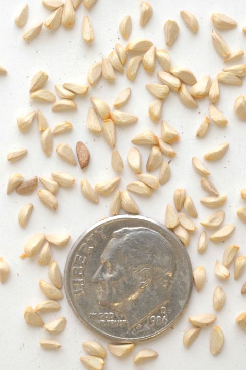 What Do Rose Seeds Look Like