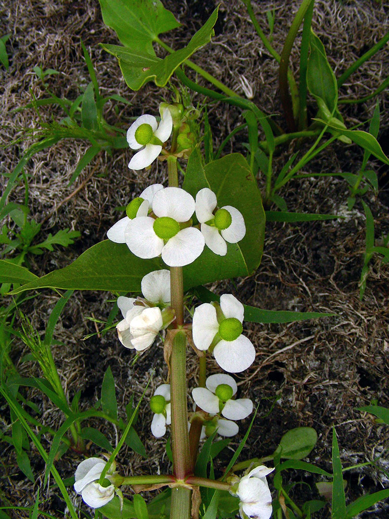 Sagittaria cuneata Arumleaf Arrowhead | Prairie Moon Nursery