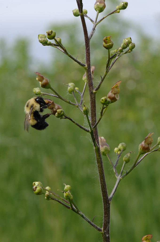 Scrophularia marilandica Late Figwort | Prairie Moon Nursery