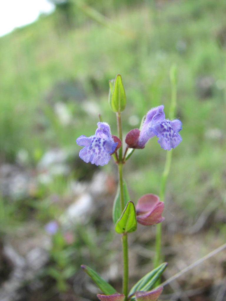 Scutellaria leonardii Small Skullcap | Prairie Moon Nursery