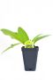 Silphium terebinthinaceum Prairie Dock | Prairie Moon Nursery