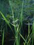 Sparganium americanum American Bur Reed | Prairie Moon Nursery