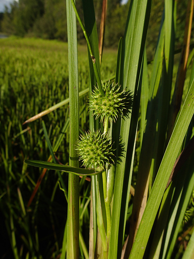 Sparganium americanum American Bur Reed | Prairie Moon Nursery