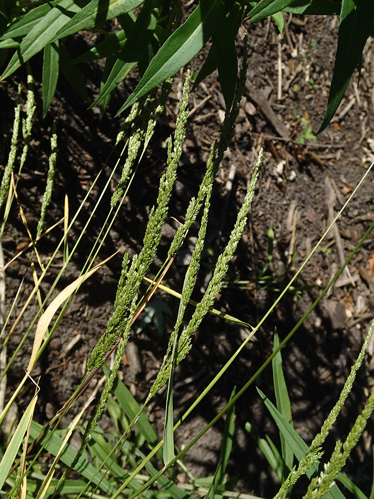 Sphenopholis obtusata Prairie Wedgegrass | Prairie Moon Nursery