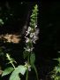 Stachys tenuifolia Smooth Hedgenettle | Prairie Moon Nursery