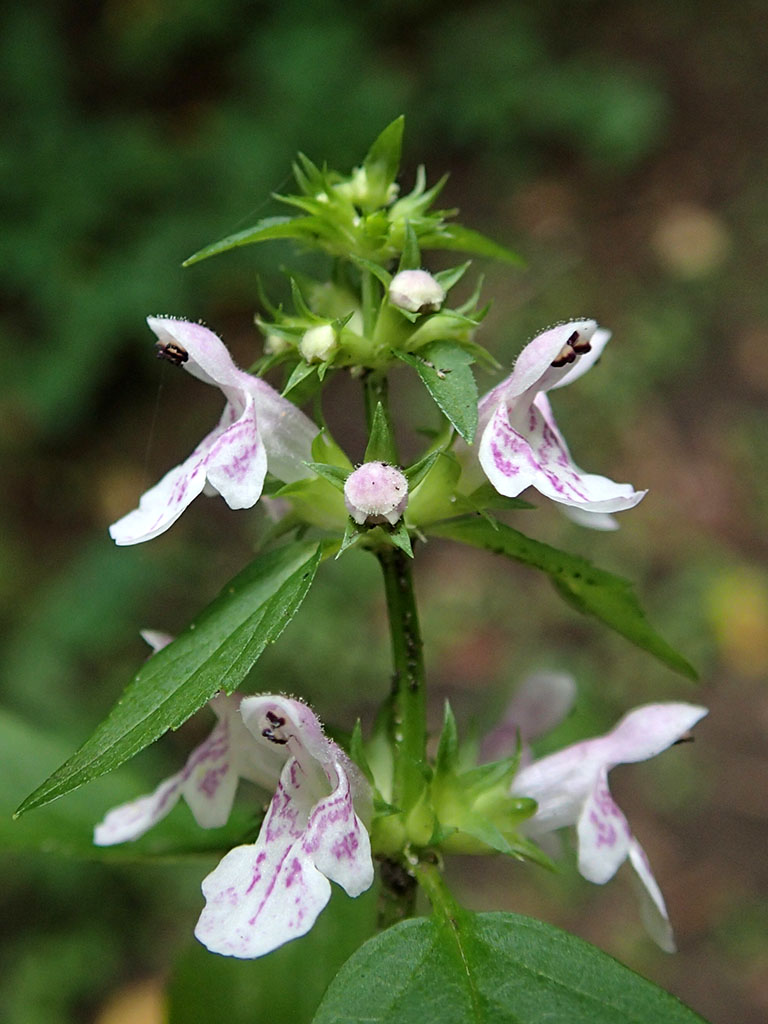 Stachys tenuifolia Smooth Hedgenettle | Prairie Moon Nursery