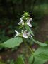 Stachys tenuifolia Smooth Hedgenettle | Prairie Moon Nursery