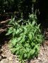 Stachys tenuifolia Smooth Hedgenettle | Prairie Moon Nursery