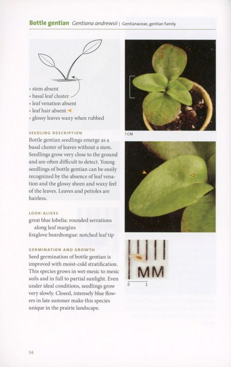 seed identification guide