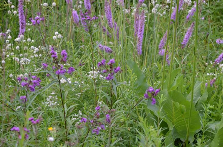 Vernonia Fasciculata