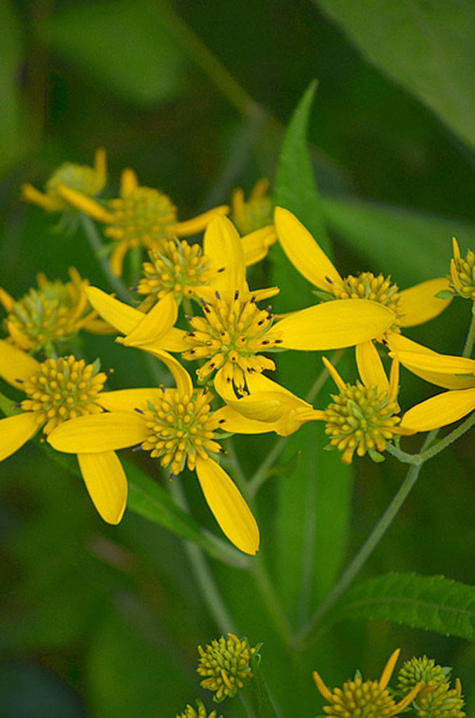 Verbesina alternifolia Wingstem | Prairie Moon Nursery