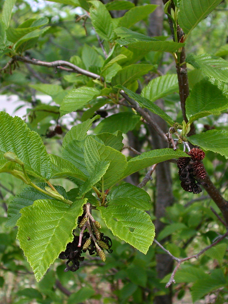 Alnus incana subsp. rugosa Speckled Alder | Prairie Moon Nursery