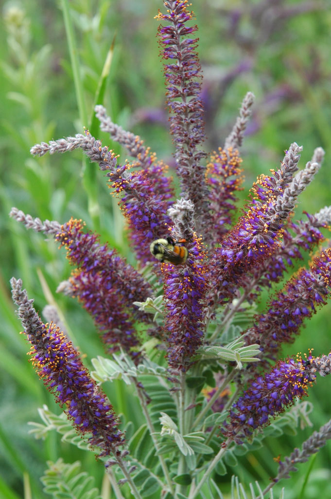 Amorpha canescens Lead Plant | Prairie Moon Nursery