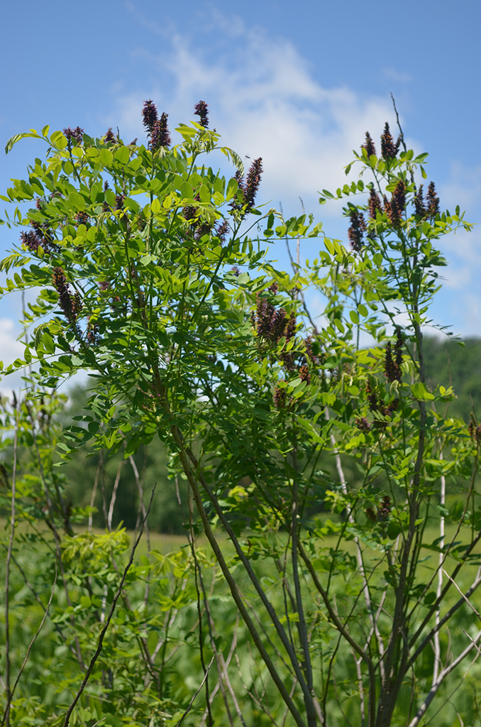 Indigo Desert Flower