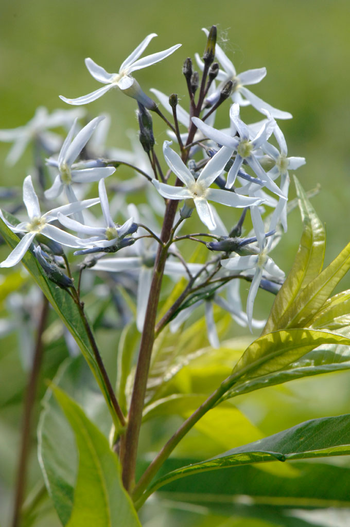 Amsonia illustris Ozark Bluestar | Prairie Moon Nursery