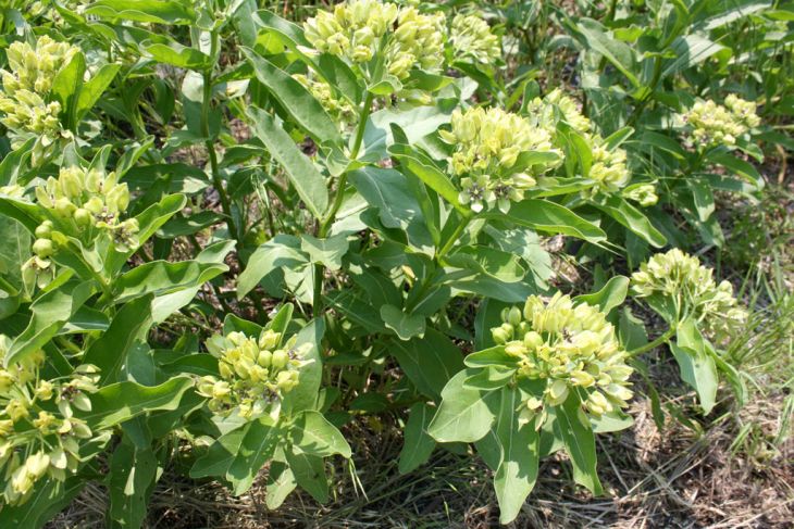 Asclepias viridis Spider Milkweed Prairie Moon Nursery