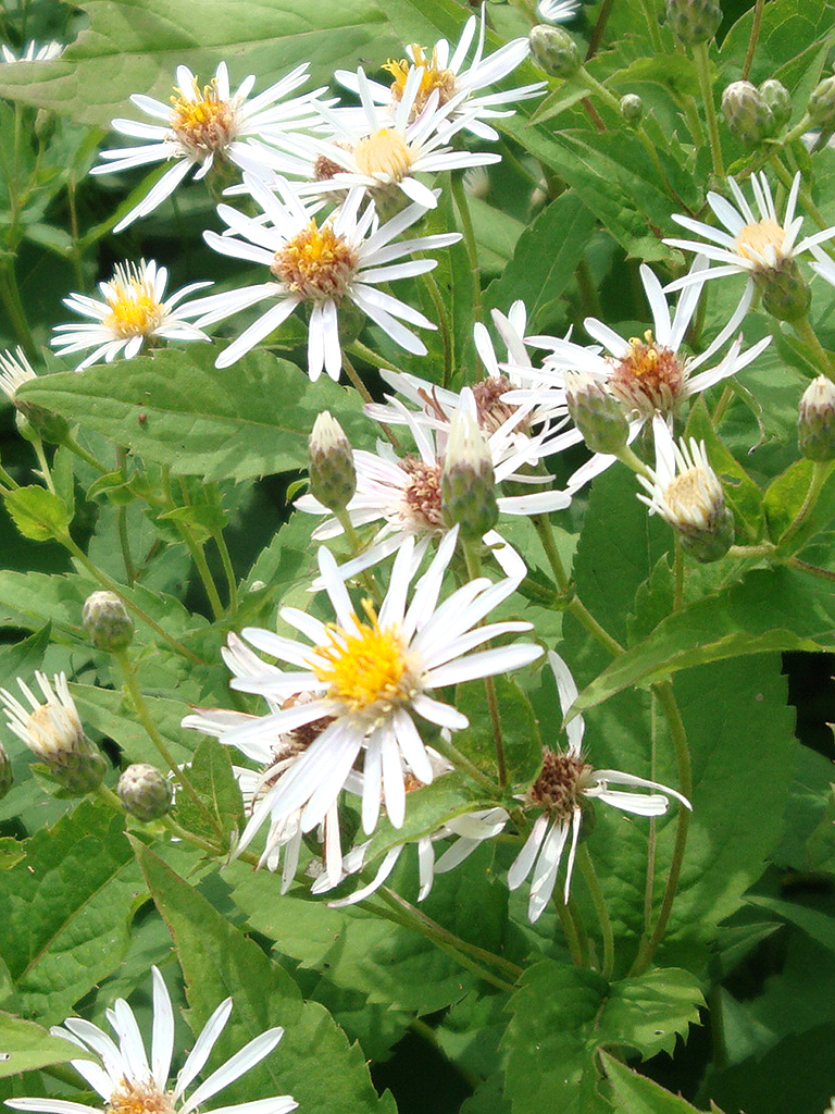 Eurybia furcata Forked Aster | Prairie Moon Nursery