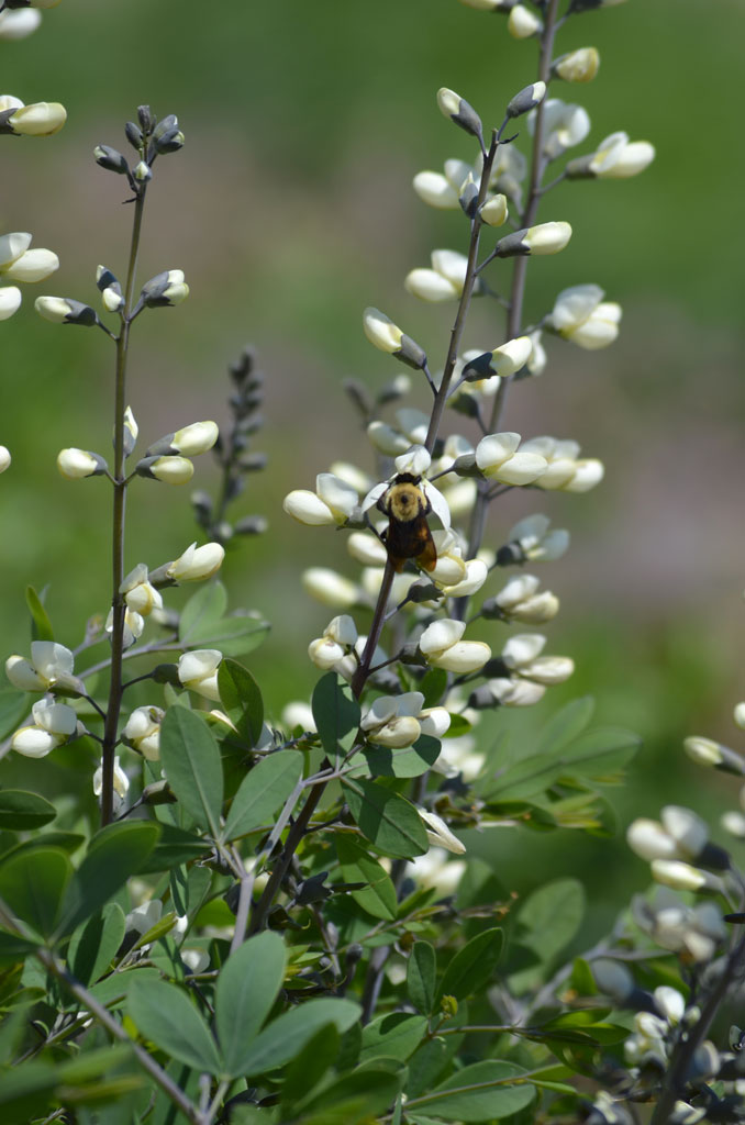 Baptisia alba White Wild Indigo | Prairie Moon Nursery