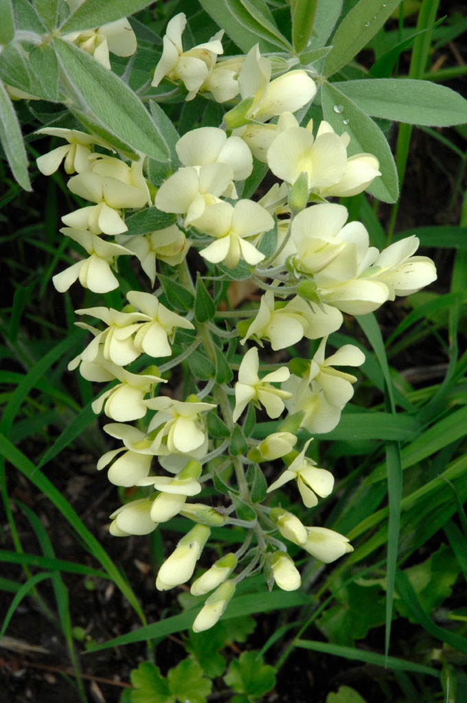 Baptisia bracteata Cream Wild Indigo | Prairie Moon Nursery
