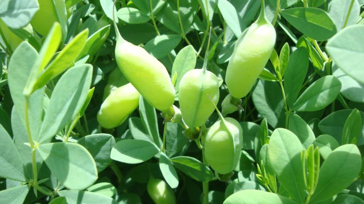 Baptisia Australis Leaves