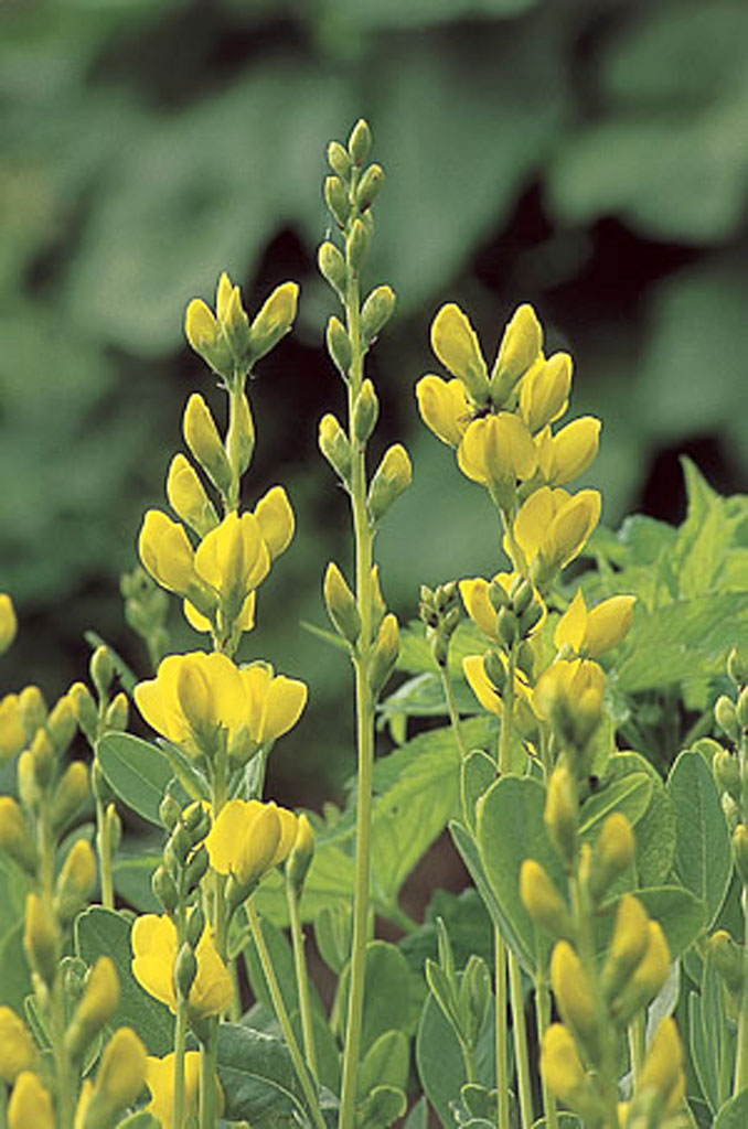 Baptisia sphaerocarpa Lg Yellow Wild Indigo | Prairie Moon Nursery
