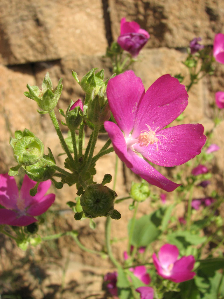 Callirhoe triangulata Clustered Poppy Mallow | Prairie Moon Nursery