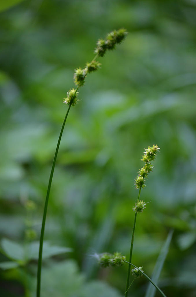 Carex sparganioides Bur-reed Sedge | Prairie Moon Nursery