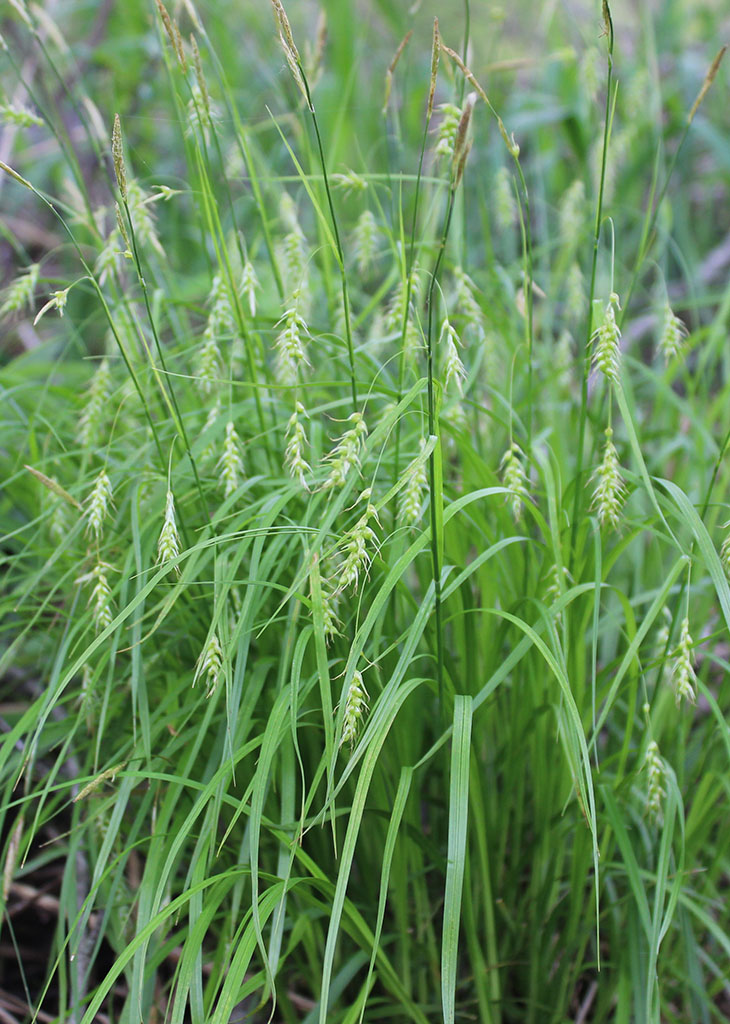 Carex sprengelii Long-beaked Sedge | Prairie Moon Nursery