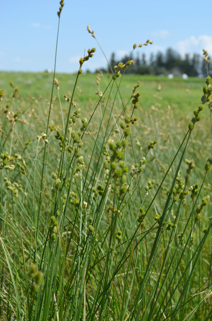 Carex bicknellii Copper-shouldered Oval Sedge | Prairie Moon Nursery
