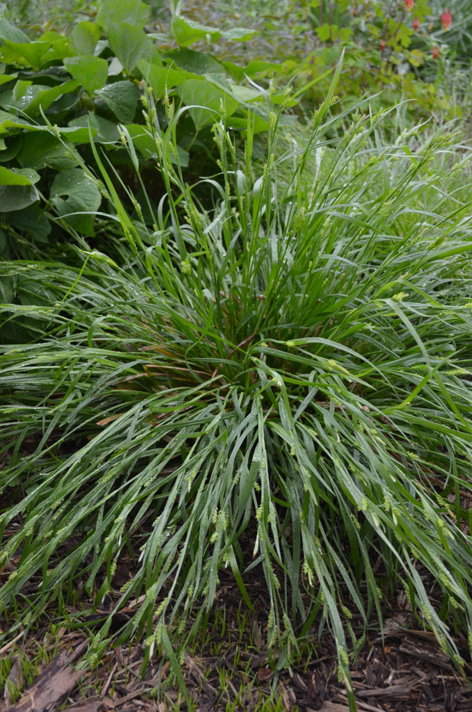 Carex blanda Common Wood Sedge | Prairie Moon Nursery