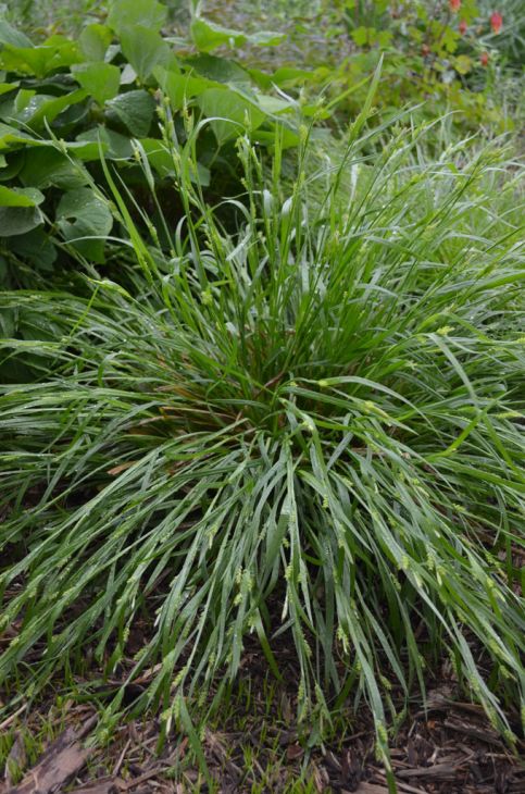 Carex Laxiflora