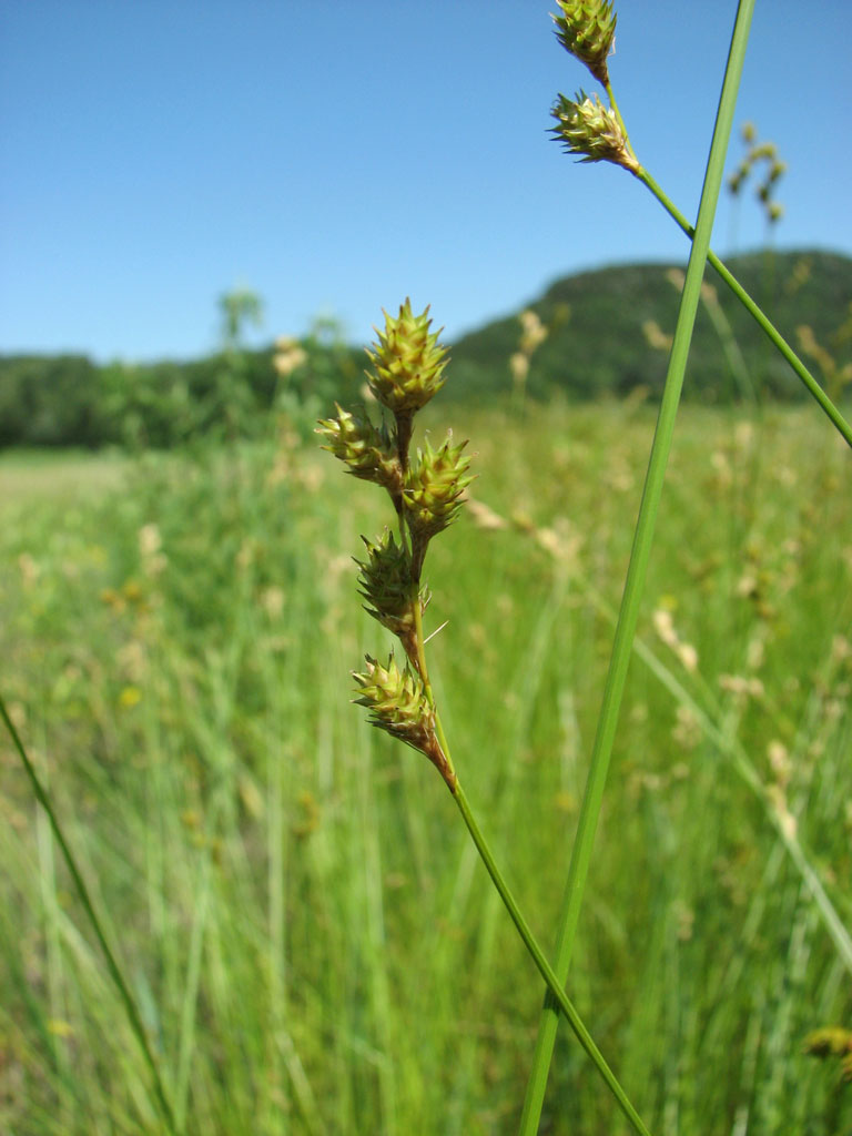 Prairie Moon Nursery: Carex brevior- Plains Oval Sedge